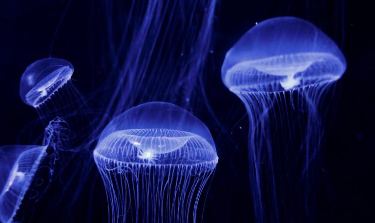 BlueNERVE: Connects the Maritime Ecosystem to Advance Innovation | MITRE